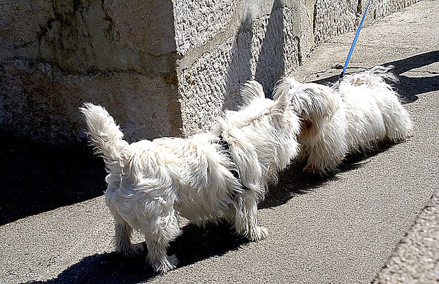 Social Distancing And Our Dogs – Part 1 | Holiday Barn Pet Resorts