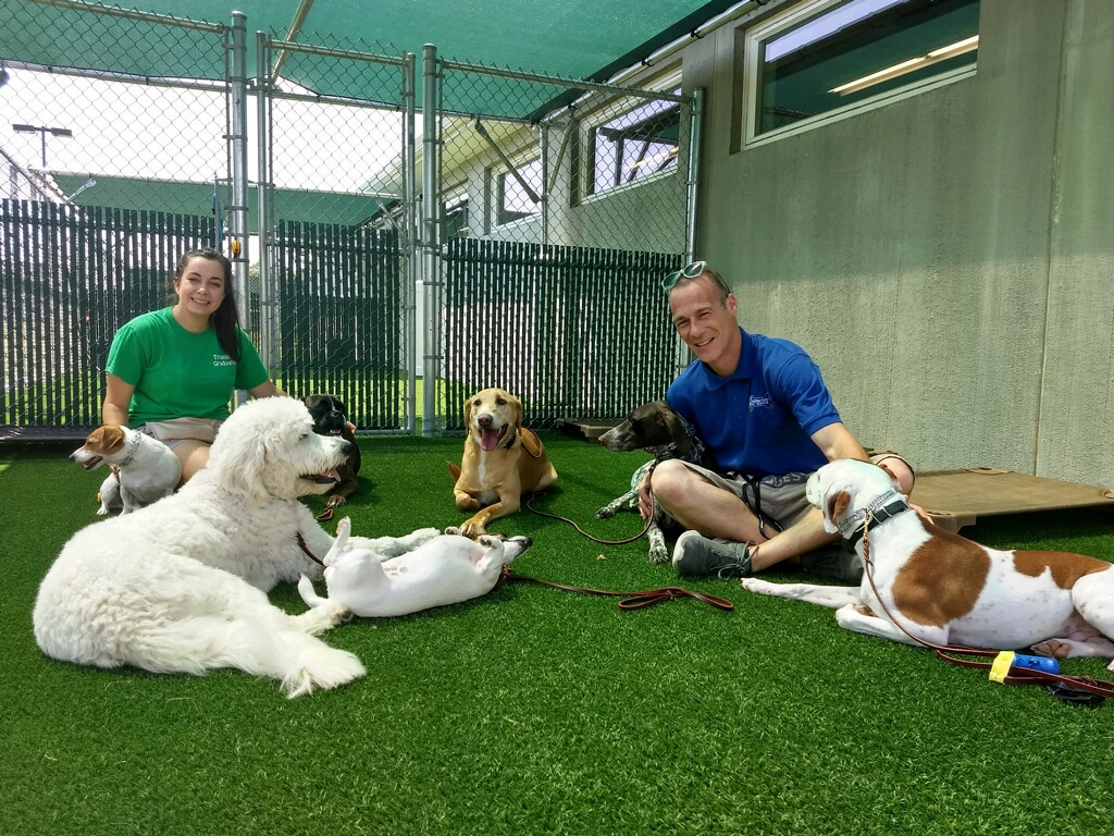 5 Reasons We Love Working with Pets | Holiday Barn Pet Resorts